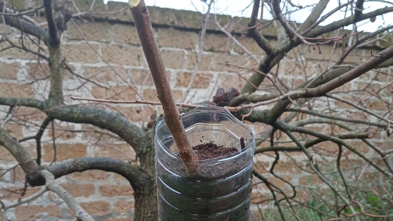 COME FARE UNA MARGOTTA SU CACHI CON UNA BOTTIGLIA DI PLASTICA RICICLATA ...