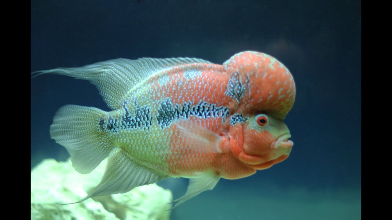 Super red dragon flowerhorn 8 month update - YouTube