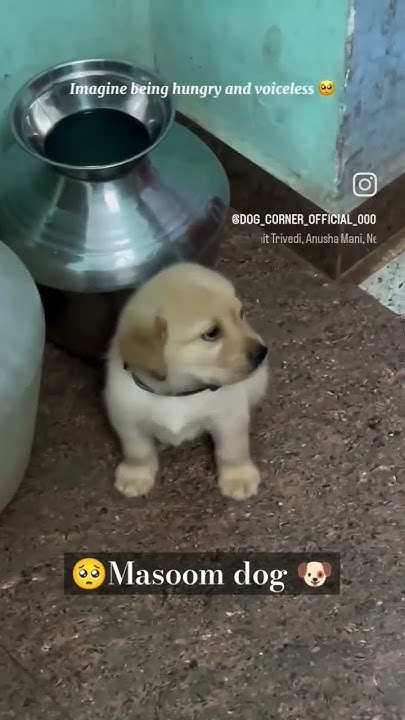 #masoom dog #doglover 🥺🐶 - YouTube
