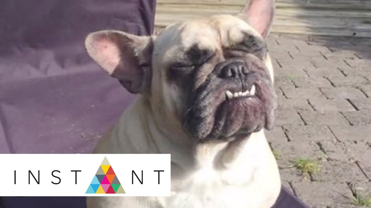 Minnie the Frenchie | Stupid Cute | INSTANT - YouTube