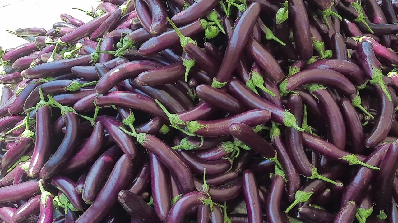 CÀ TÍM - CÀ DÁI DÊ - THU HOẠCH CÀ TÍM GIÁ 7,5K ..CACH TRONG CA TIM ,KY ...