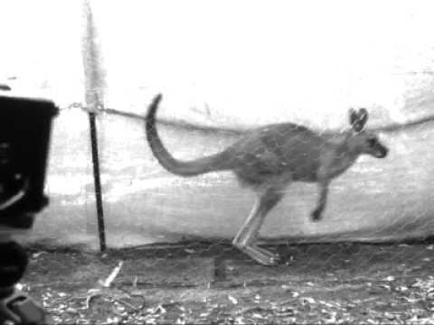 Hopping kangaroo: high speed video - YouTube