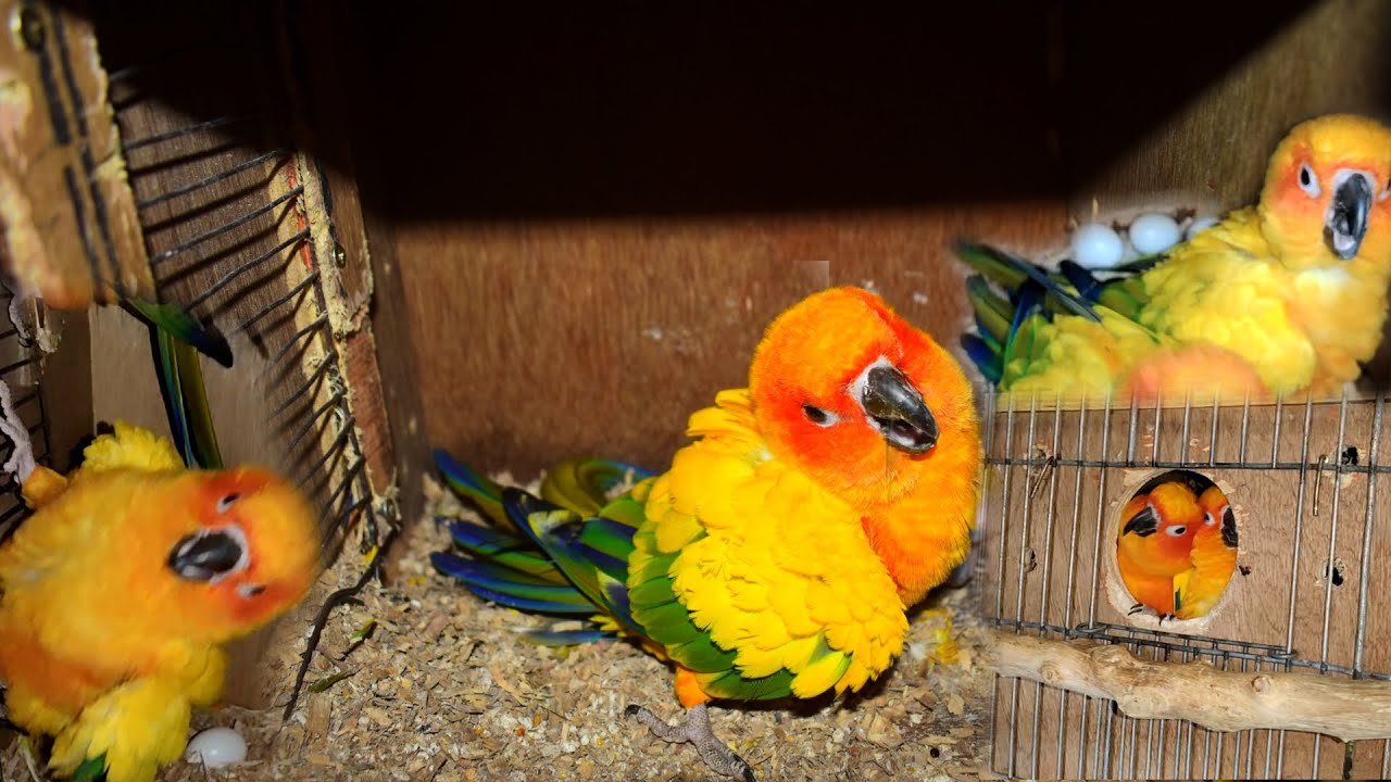 Sun Conure Parrot Lovely Breeding Progress 2023 || Exoticbird breeding ...
