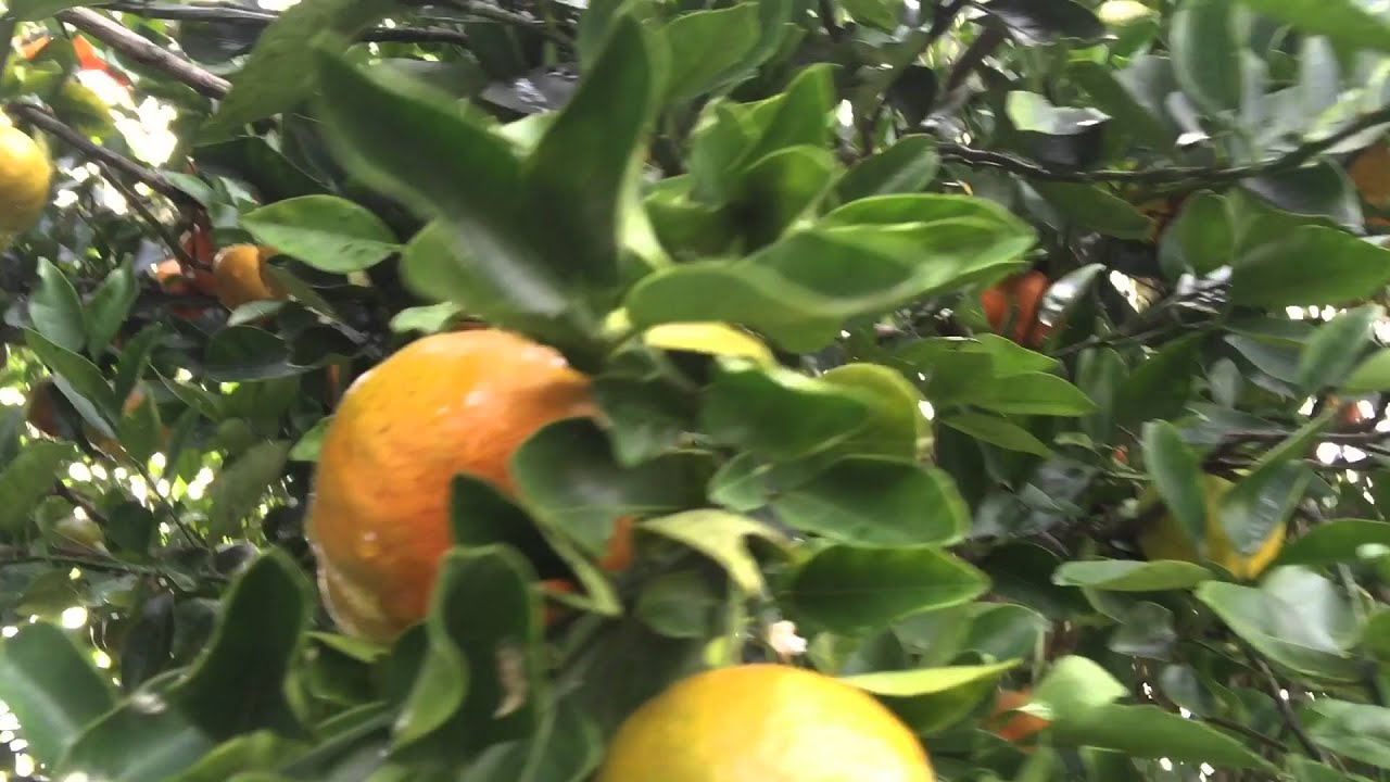 40yr old tangerine tree!!🌻 - YouTube