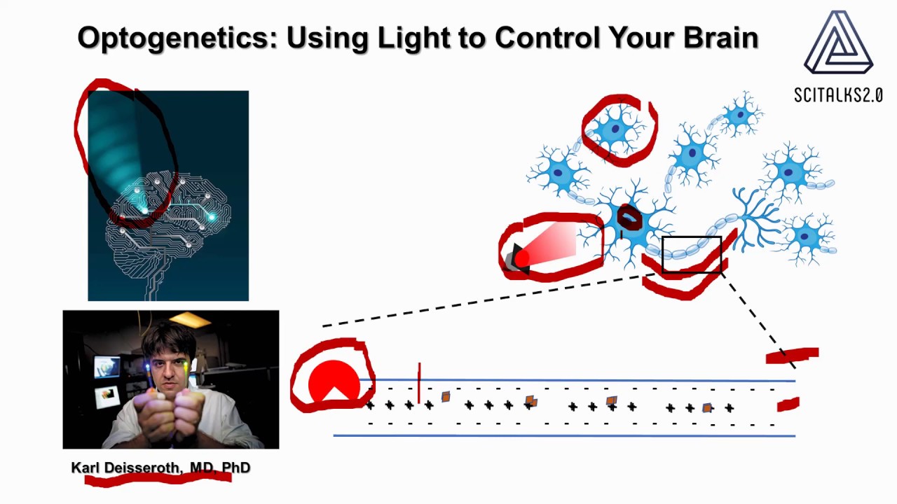 Optogenetics: Using light to activate the brain - YouTube