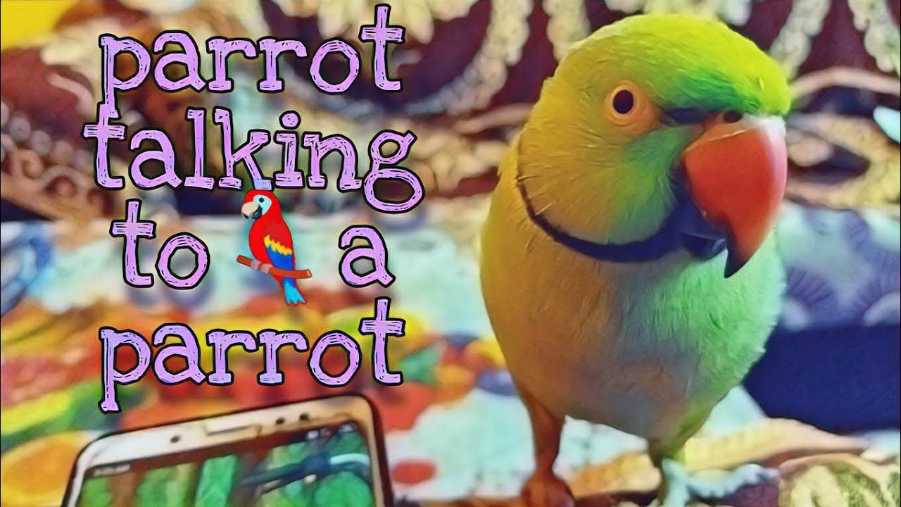 parrot talking to a 🦜parrot/ ringneck parrot/Indian parrot/ phone ...