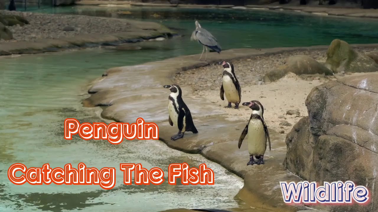 Wow Penguins is catching the fish like wildlife inthe water - YouTube