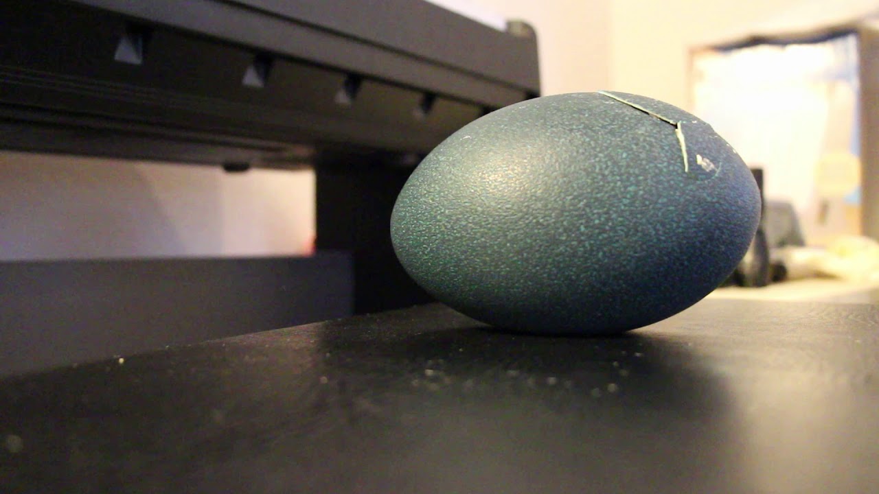 Emu Egg Starting to Hatch! - YouTube