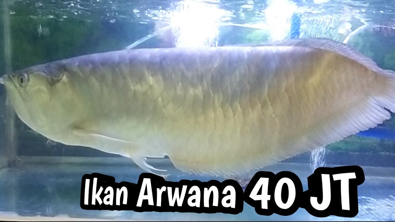 Salinan dari Arwana Perak Terbesar Seharga Rp. 40 JT - Sangat Luar ...