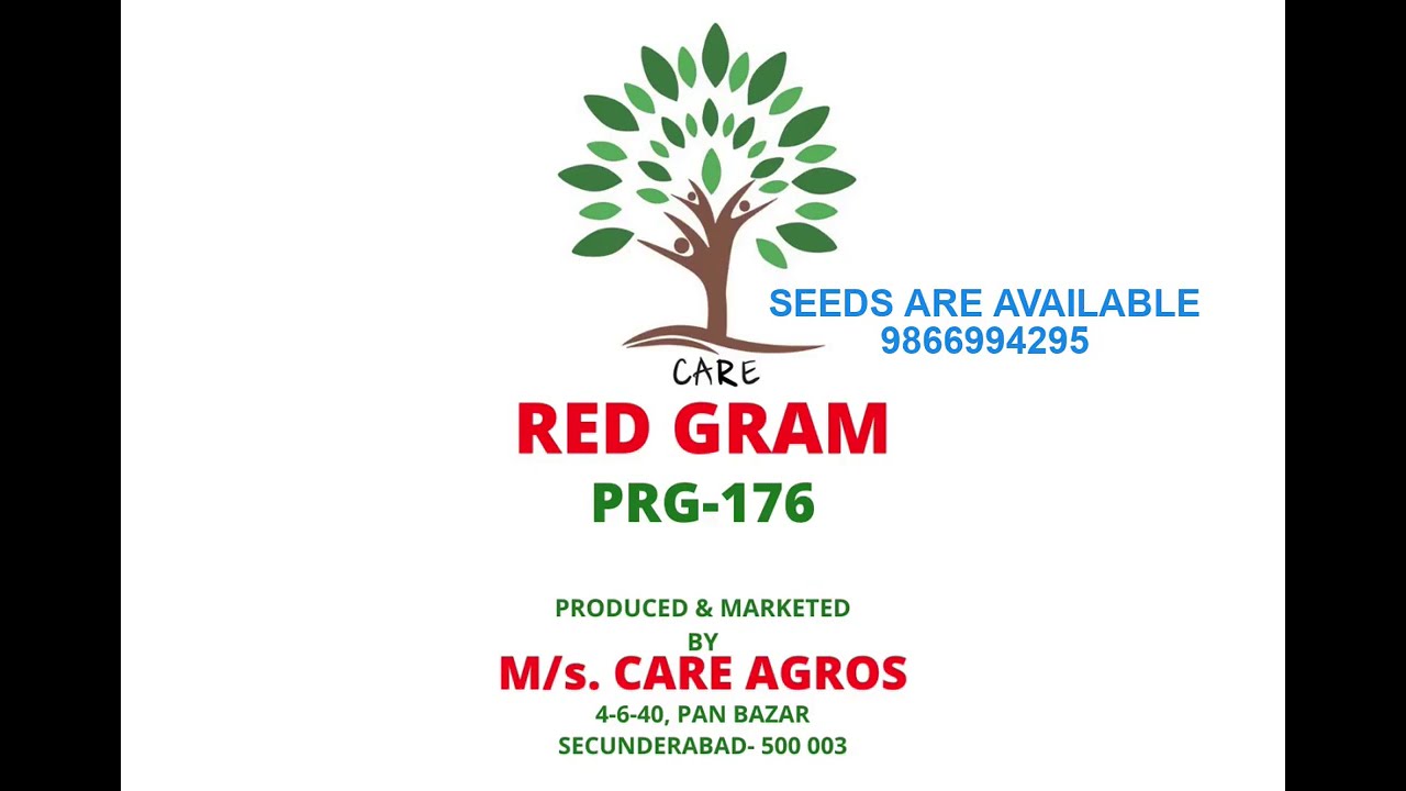 RED GRAM CROP SEEDS ARE AVAILABLE - YouTube