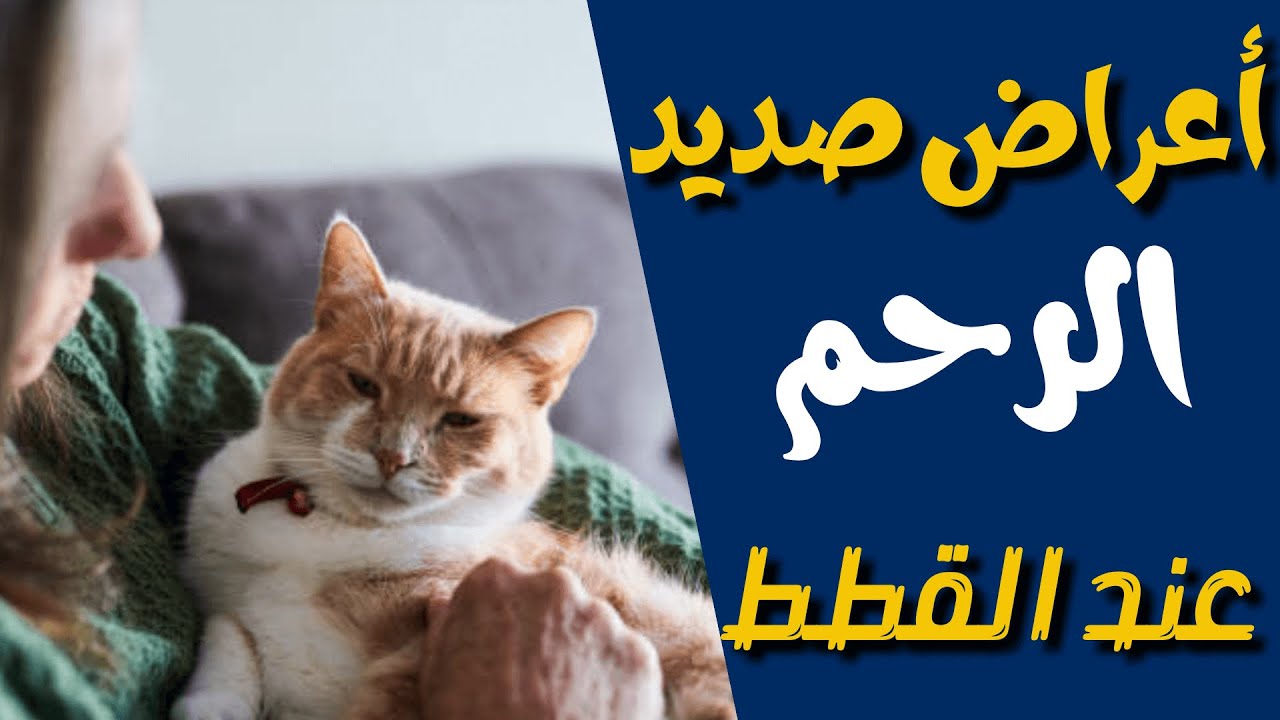 اعراض صديد الرحم عند القطط وطرق علاجهالتهاب الرحم عند القطط Youtube