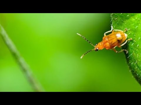 Red Pumpkin Beetle (Aulacophora Foveicollis ) - YouTube