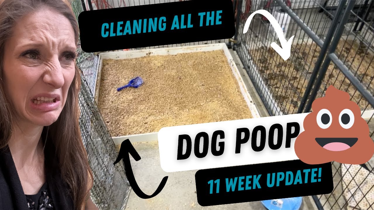 CLEANING DOG POOP | 11 Week Puppy Update - YouTube