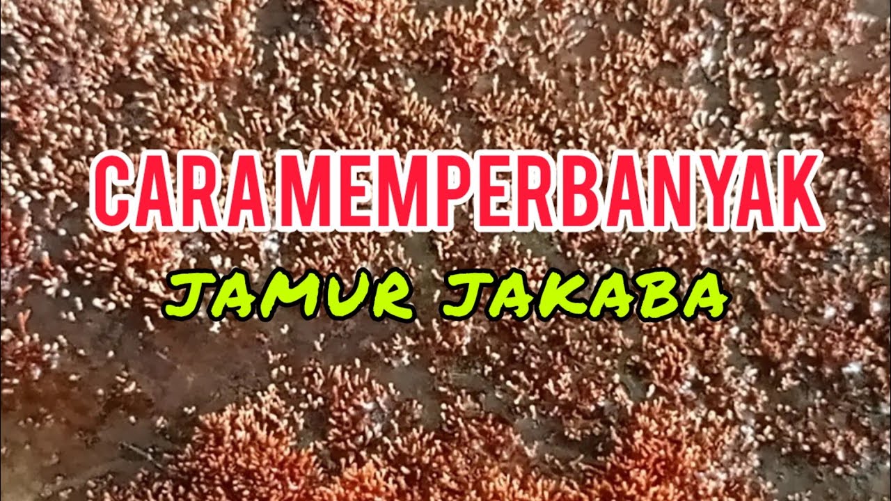 CARA MEMPERBANYAK JAMUR JAKABA DI RUMAH HASIL TUMBUH SENDIRI - YouTube