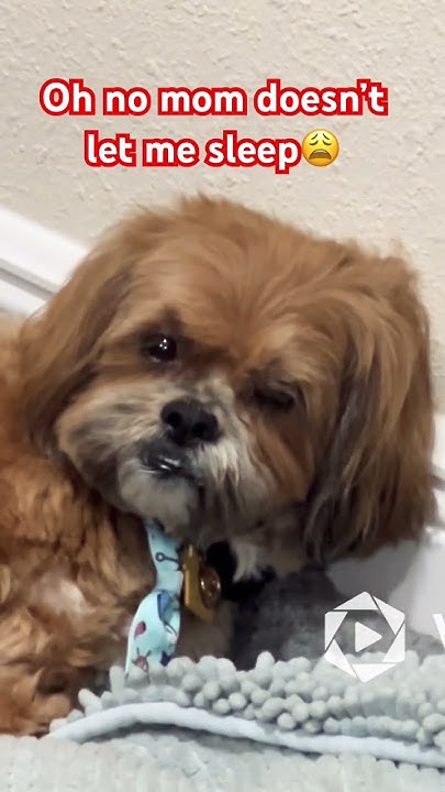 Send help😩 #dog #puppy #pets #shihtzu #dogshorts #doglife #shortvideo #subscribe #like #share # ...