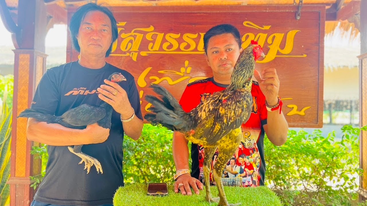 ayam import line juara champions big game thailand - YouTube