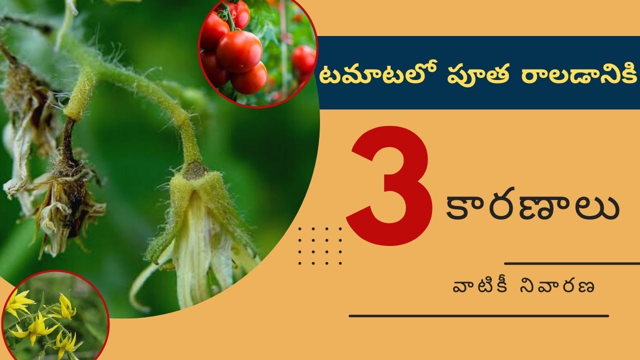 టమాటలో పూత రాలడానికి 3 కారణాలు నివారణ | tomato flower dropping control ...