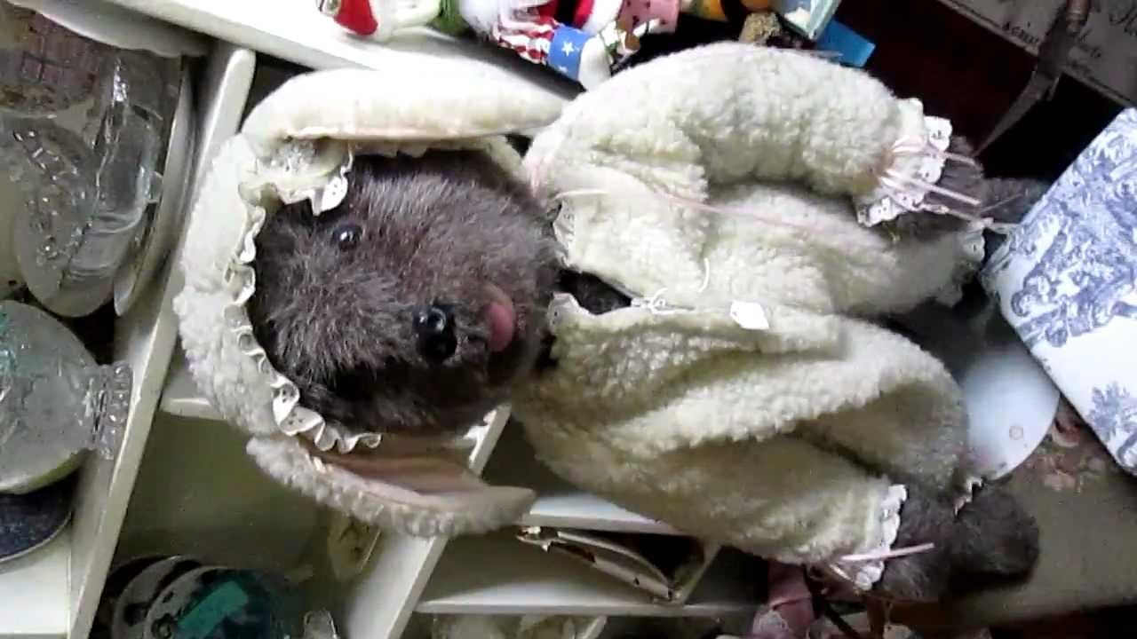 Giant Mice - YouTube