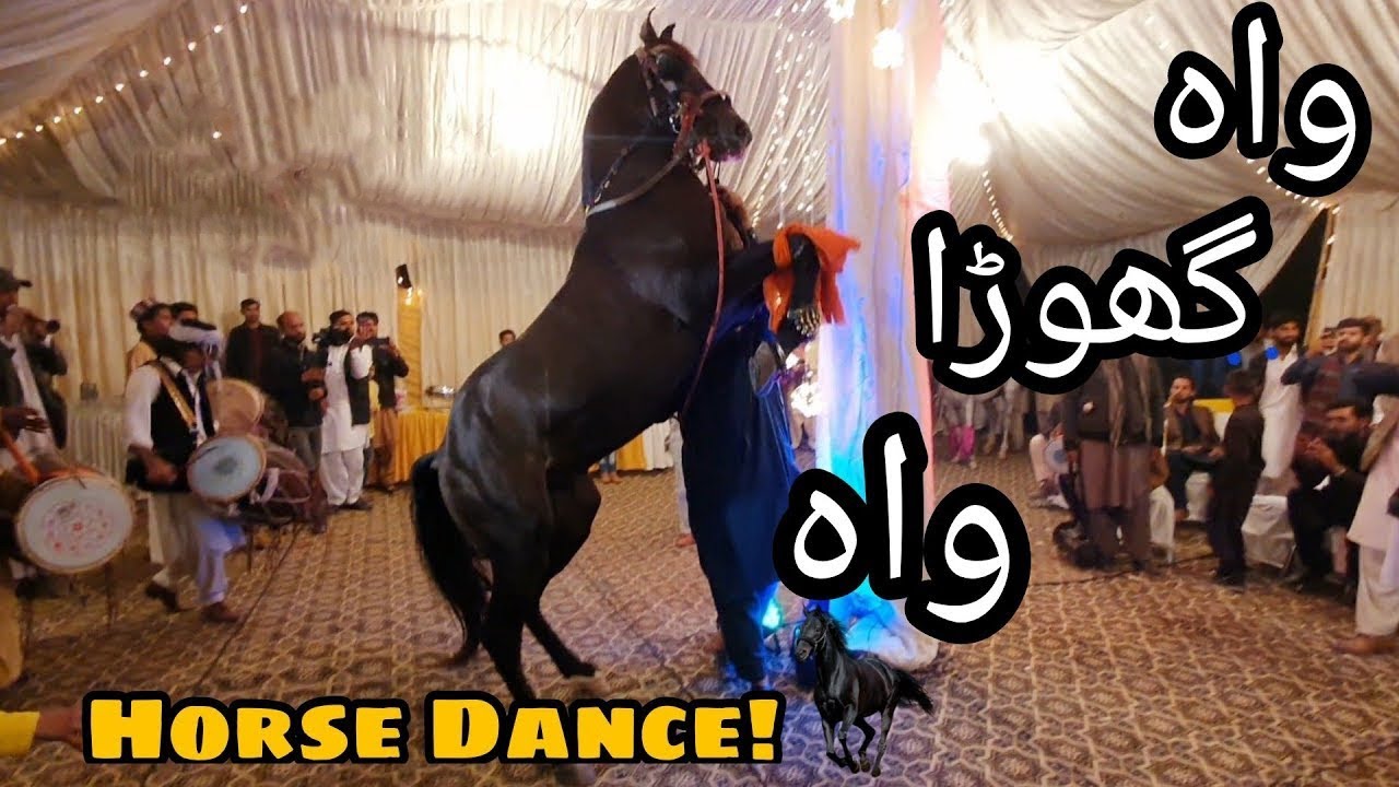 Horse Dance With Dhool at Marriage | Horse Dance #horse #horsedance ...