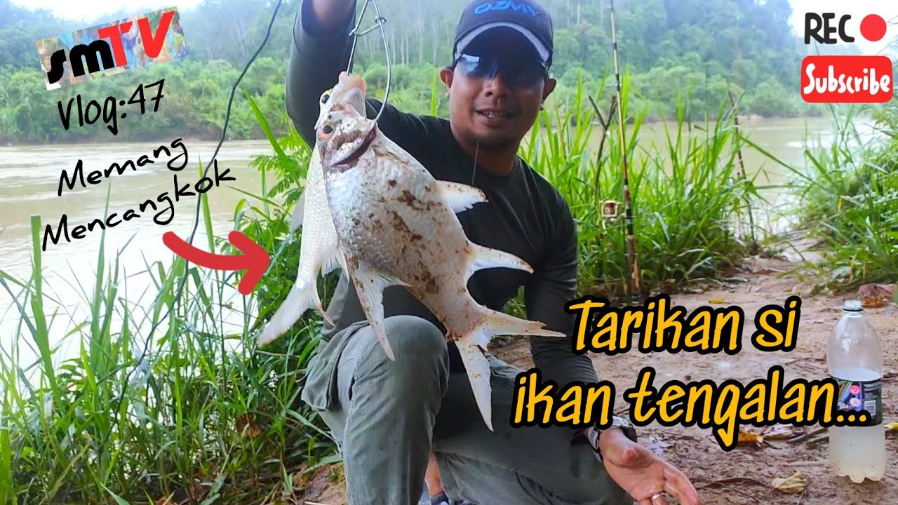 (V47) PEMBURU IKAN TENGGALAN... berhasil memujuknya.....!!! # ...