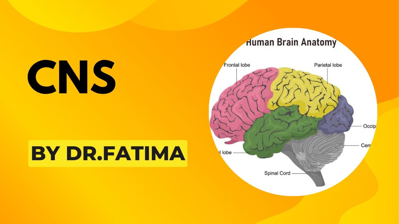 General Anatomy of CNS by Dr.Fatima CNS&PNS - YouTube
