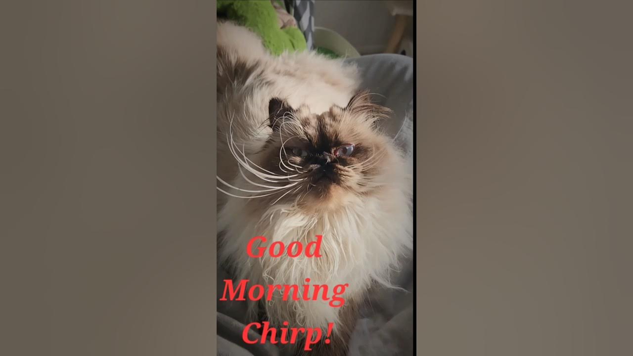 Good morning chirp! - YouTube