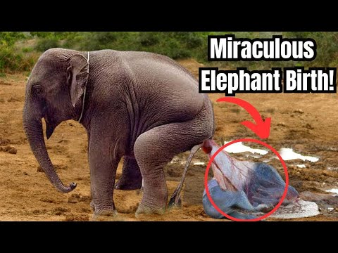 Miraculous Elephant Birth! Witnessing Life Unfold #animals #elephant # ...