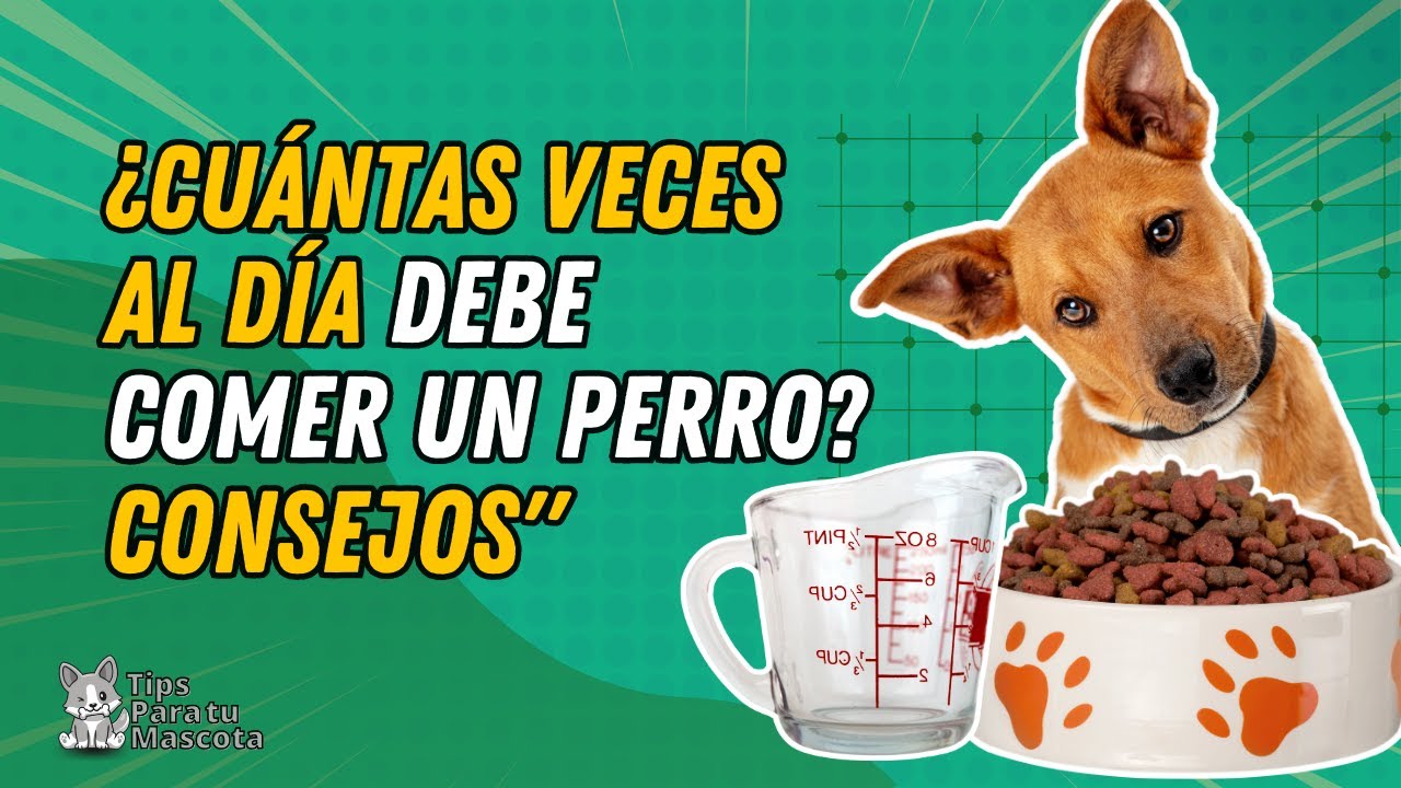 Los Perros Tienen Que Comer Todos Los Días