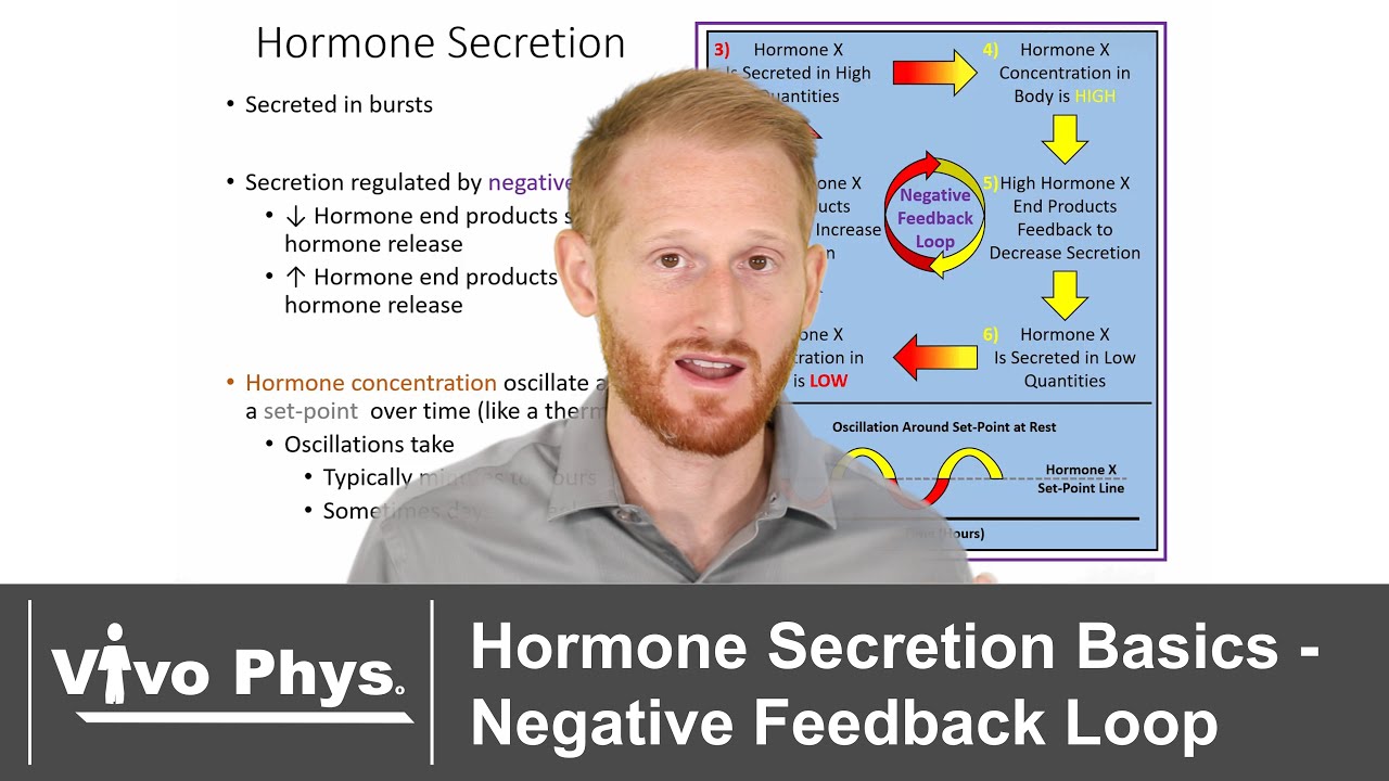 Hormone Release Negative Feedback Loop Youtube