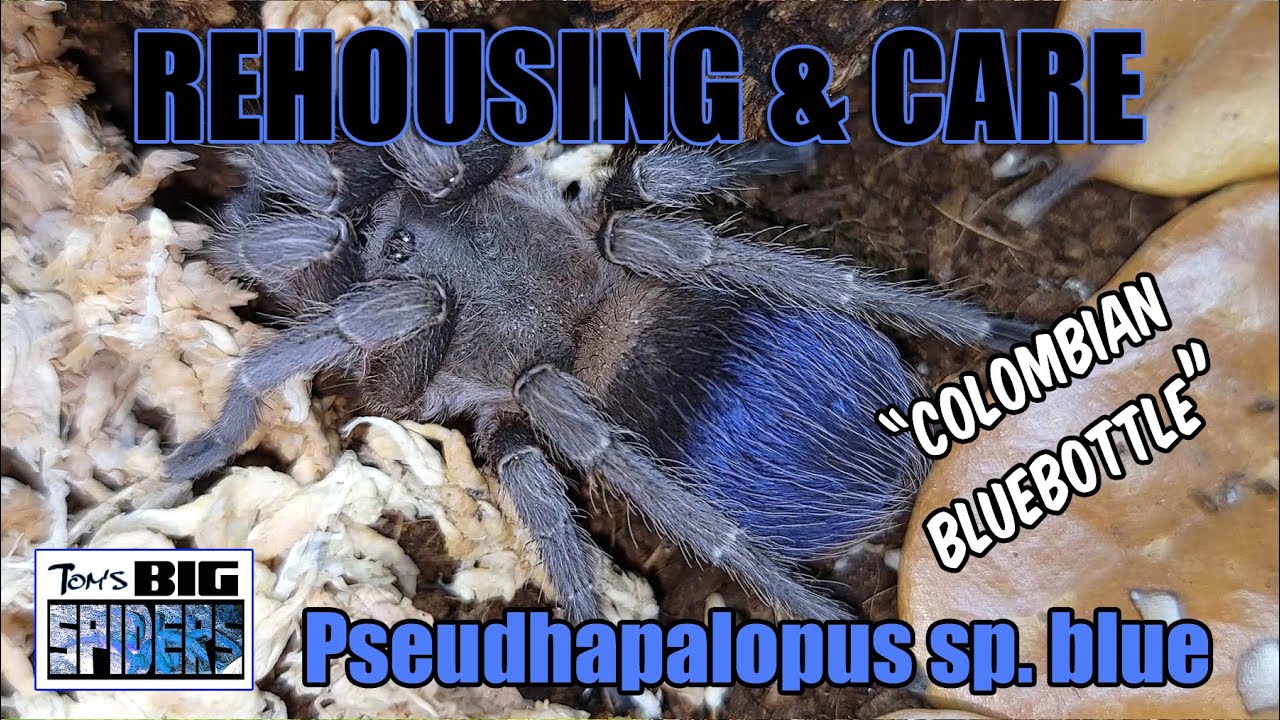 Pseudhapalopus sp. blue "Colombian bluebottle" Rehouse and Care - YouTube