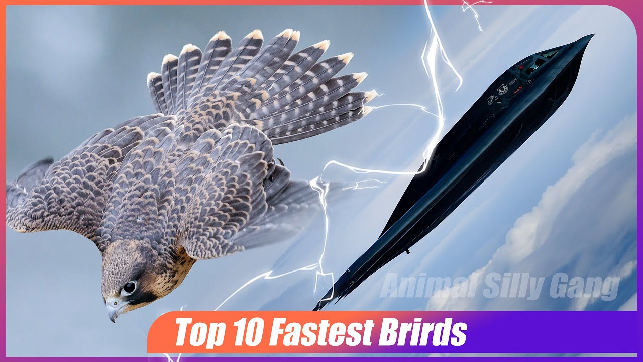 Top 10 Fastest Birds: Nature's Ultimate Speed Demons! - YouTube