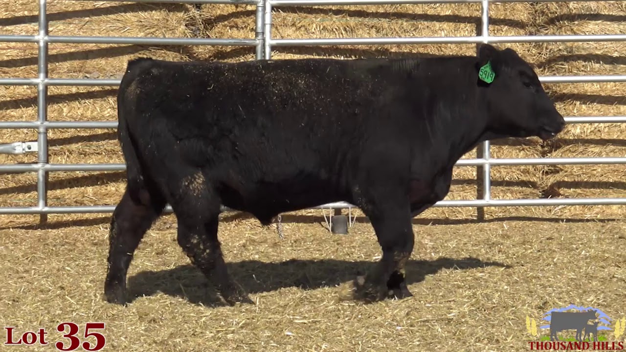 Lot 35 - YouTube
