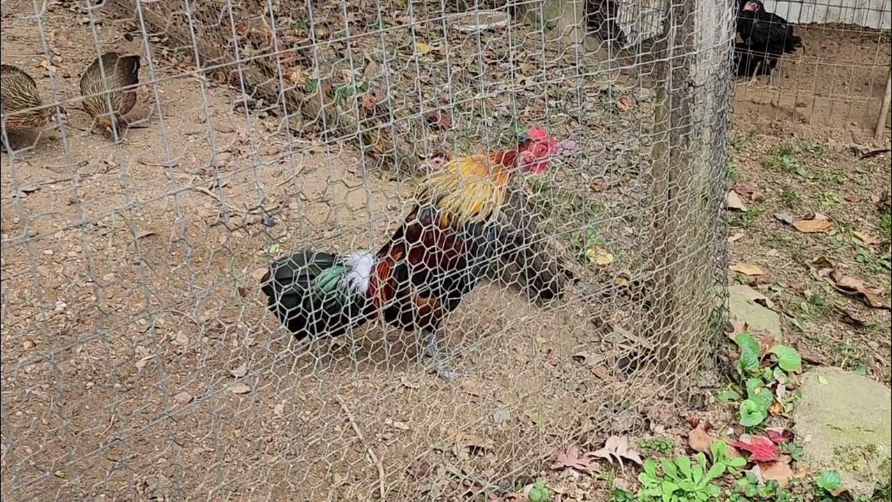 me nyuam qaib qus xyaum qua zoo kawg. - YouTube