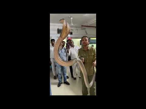 Cobra Snake
