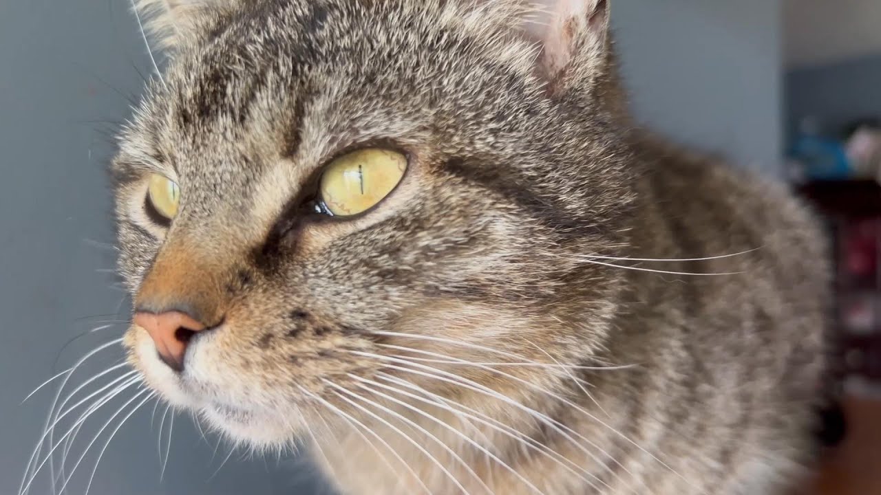 Meowing Cat wants to go Outside - YouTube