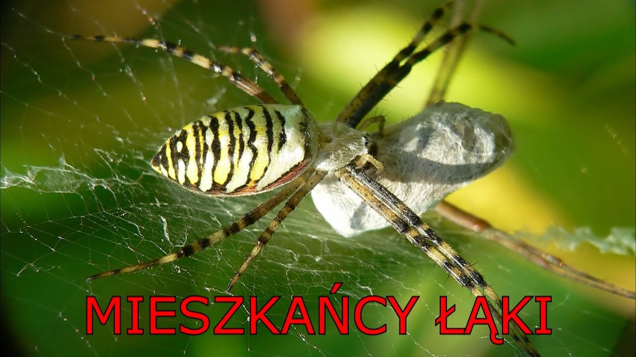 Mieszkańcy łąki - film o robakach - bajka edukacyjna dla dzieci po ...