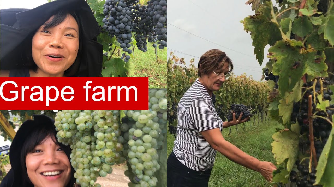 แม่ย่าพาลูกสะใภ้ไปบุกฟาร์มองุ่นจ้า😱💕🍇#Grape farm in Italy #คนไกลบ้าน#คน ...