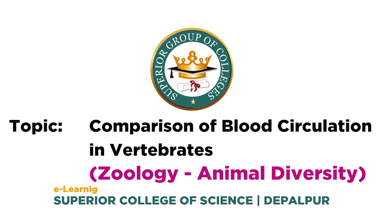 Comparison Of Blood Circulation in Invertebrates | by Dr. Ahmad | [Urdu ...