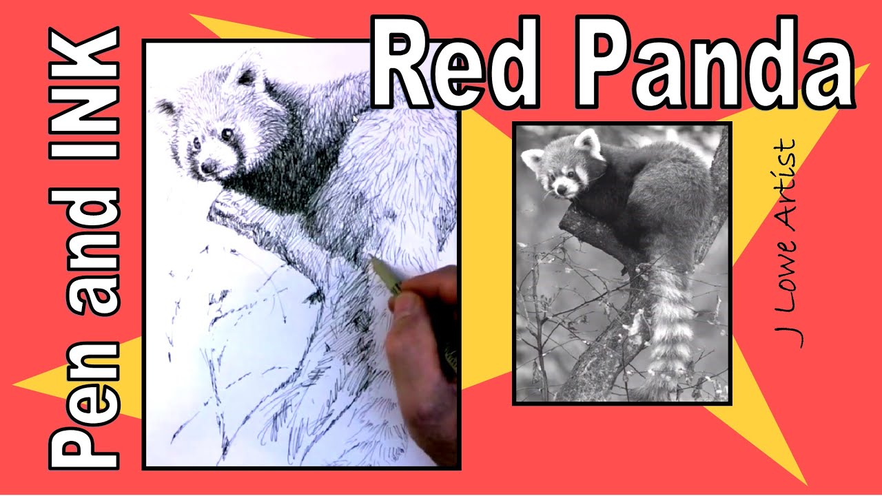 How to Draw Red Panda Easy Pen and Ink Drawing Tutorial - YouTube