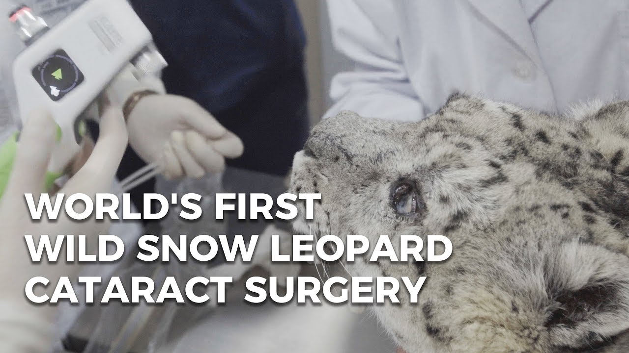 World's first wild snow leopard cataract surgery - YouTube
