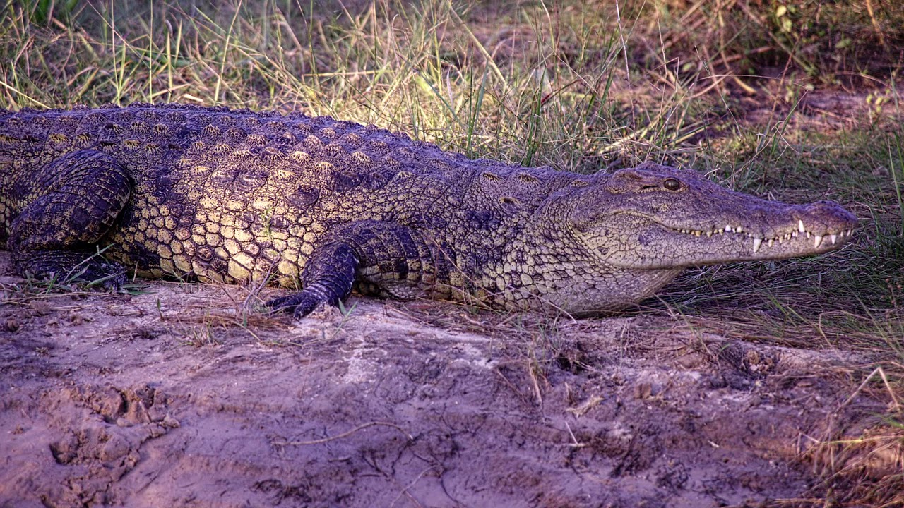 Trailer "Okavango" [UHD] - YouTube