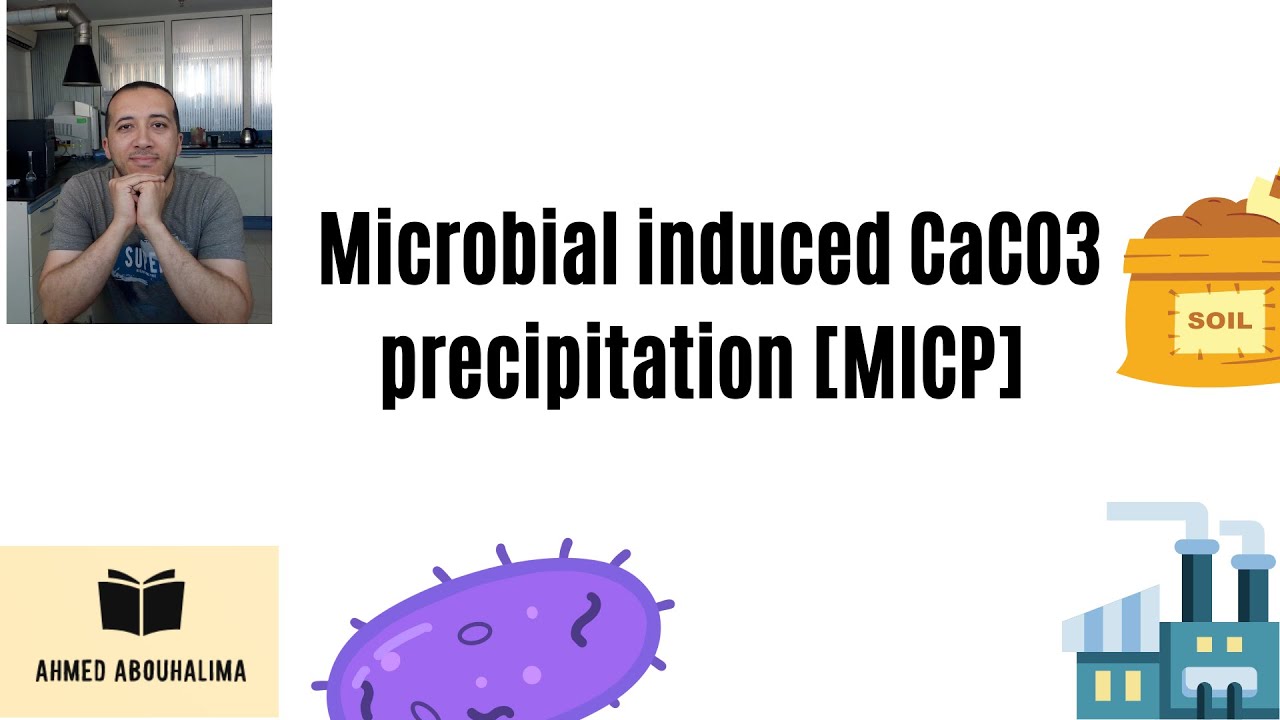 Microbial induced CaCO3 precipitation الحث البكتيري لترسيب املاح ...