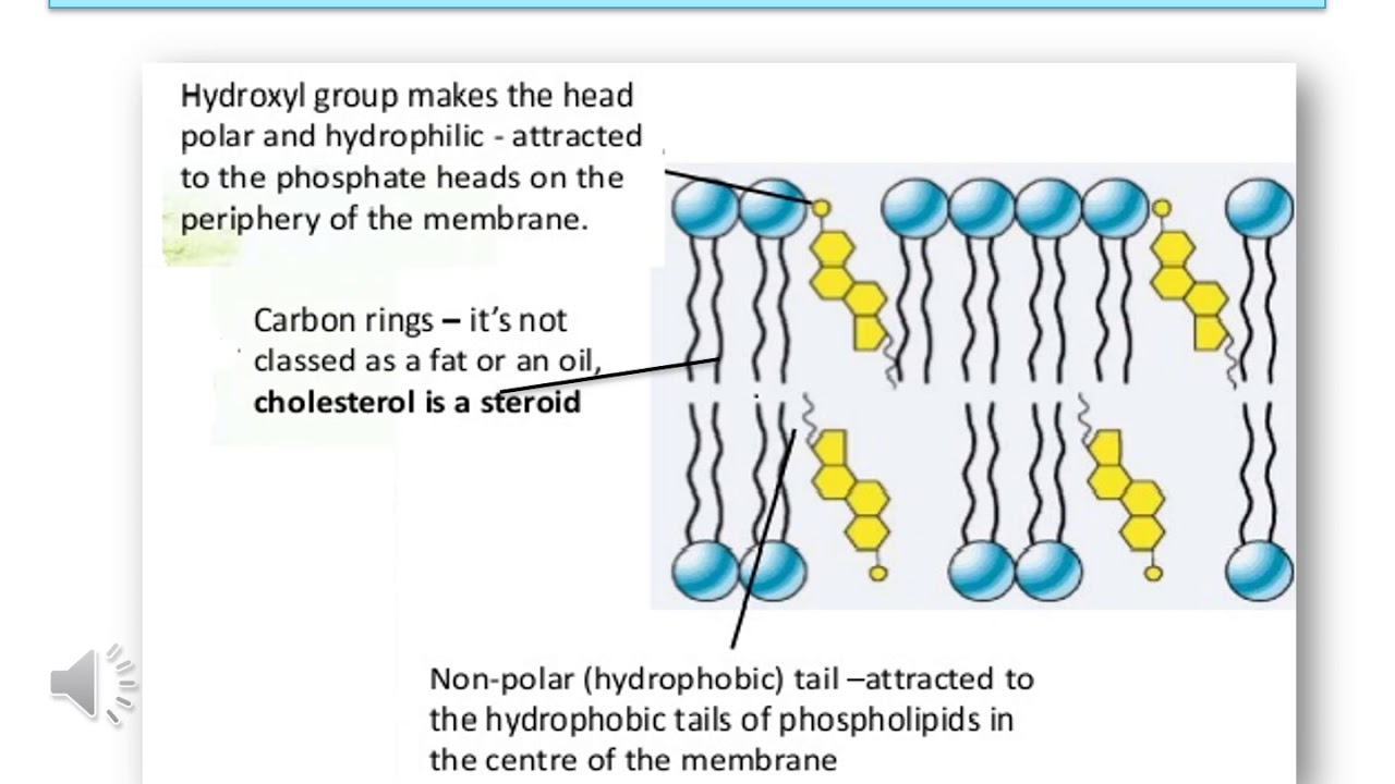 cytology1 1 - YouTube