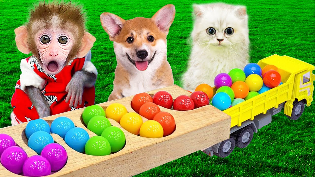 Bin Bon Monkey playing Marble Run Race 🐵 with dog and cat| Animal HT ...