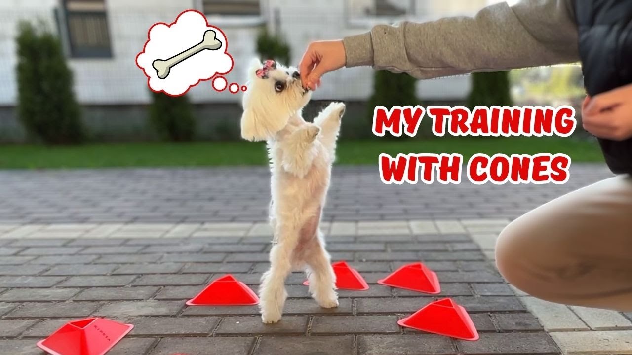 Maltese Dog Training| Betty Tricks - YouTube