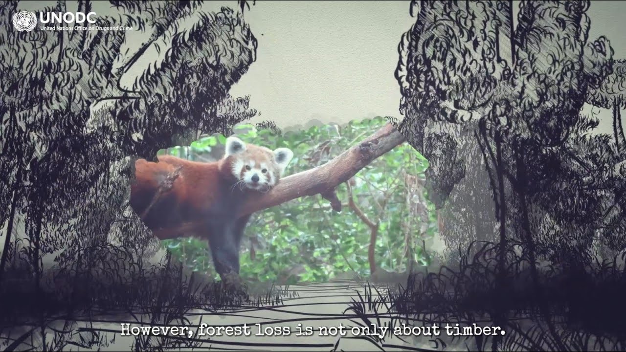 Corruption drives forest crime - YouTube