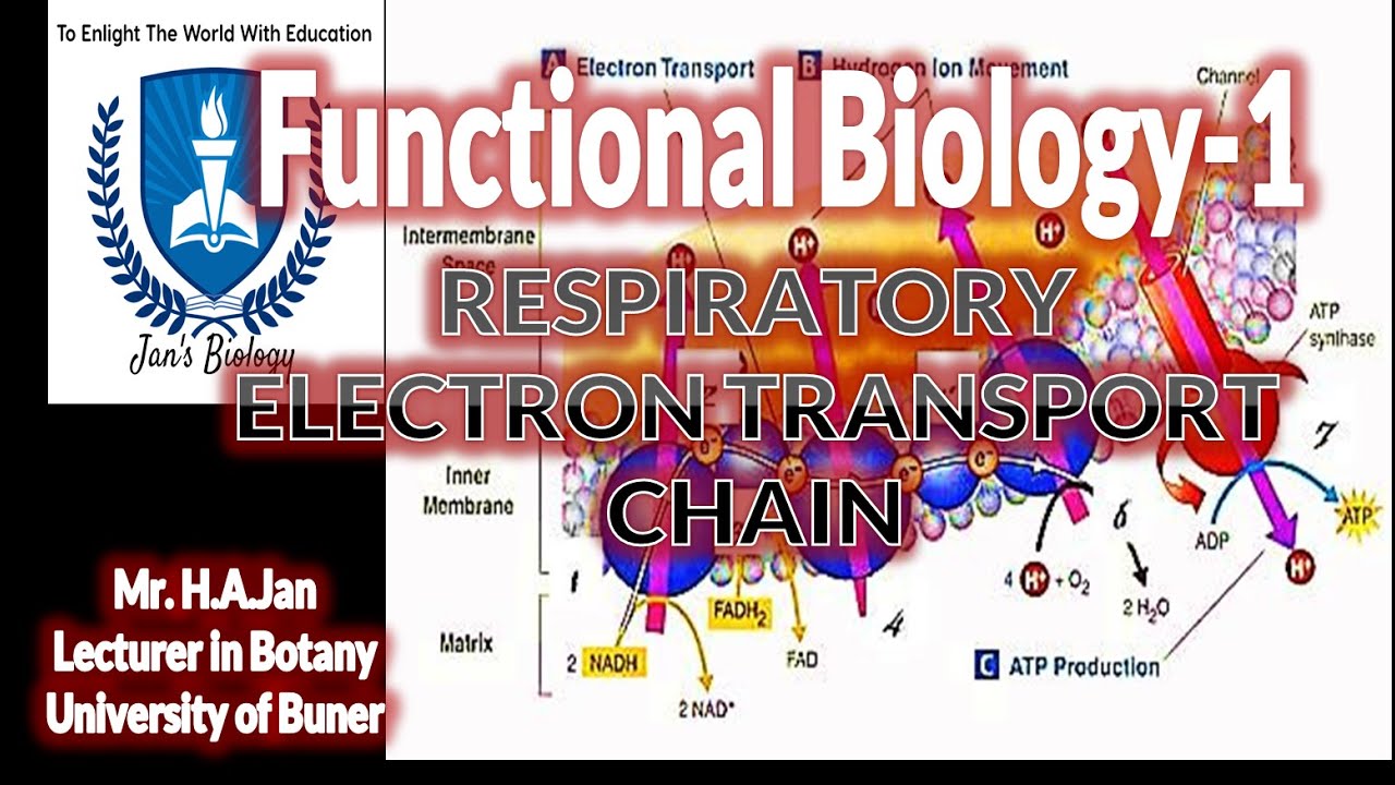 RESPIRATORY ELECTRON TRANSPORT CHAIN - YouTube
