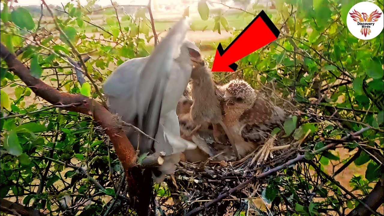 Mouse Stuck In Eagle Baby Mouth | A Big Mouse Stuck on Eagle Baby mouth ...
