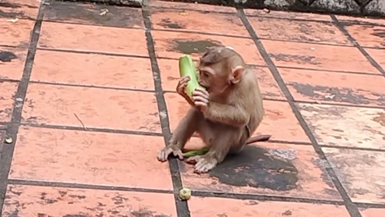 Adorable Teen Monkey Saro running quickly to me in order to ask for ...