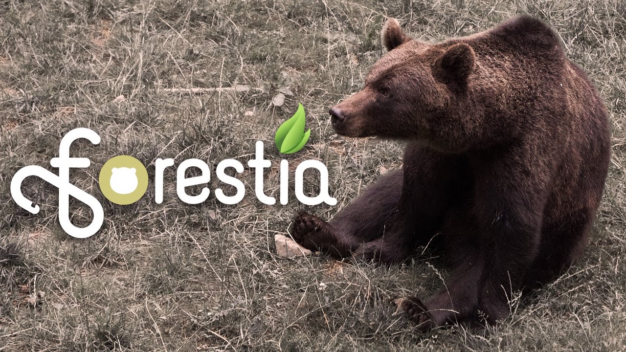 FORESTIA: Parc animalier (Theux, Belgique) - YouTube